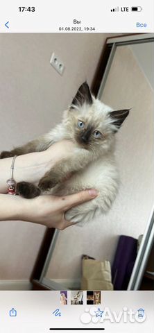 Тай лунг) Рэгдолл котенок мальчик