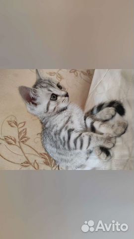 Кот, подкидышь. Мальчик