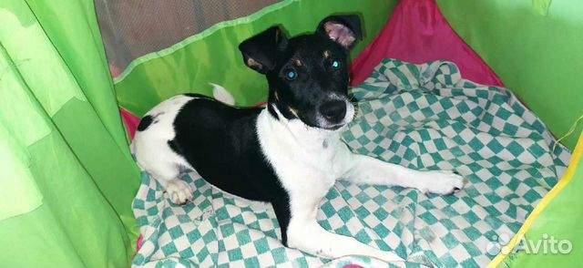 Джек Рассел Терьер