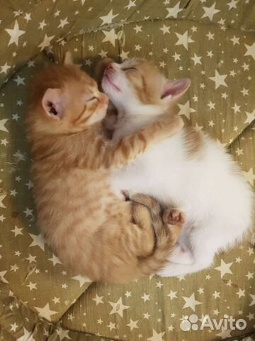 Котята в добрые руки