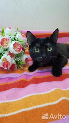 Стерилизоввнная Мурка ищет дом