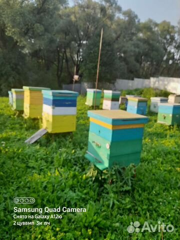 Продам пчелосемьи 10 шт в комплекте