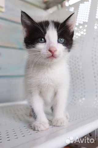 Котенок - девочка