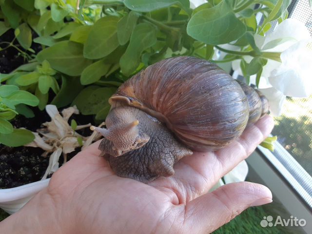 Улитки Ахатины