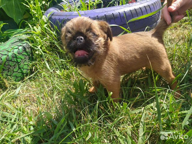 Брюссельский гриффон щенки предлагаются