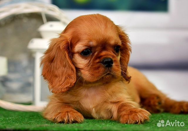 Спаниель кавалер мальчик рубиновый