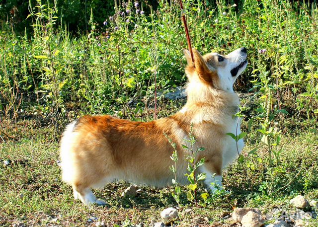 Вельш корги кобель 4 года производитель