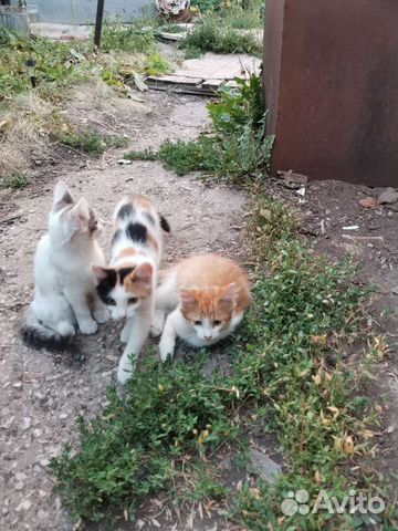 Котятки милые котятки