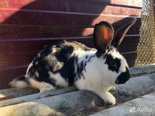 Продаются кролики