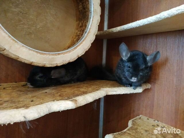 Шиншилла окрас эбони экстра темный