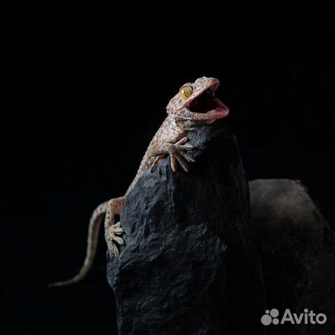 Геккон Токи (gekko gecko)