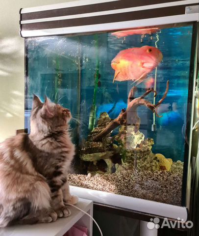 Аквариум aquatlantis cube, 175l