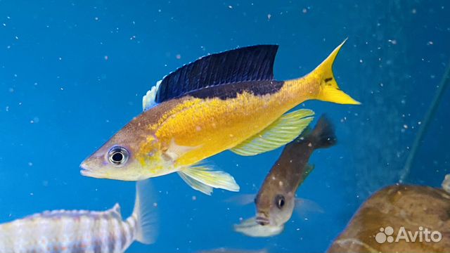 Цихлиды оз, Танганьика