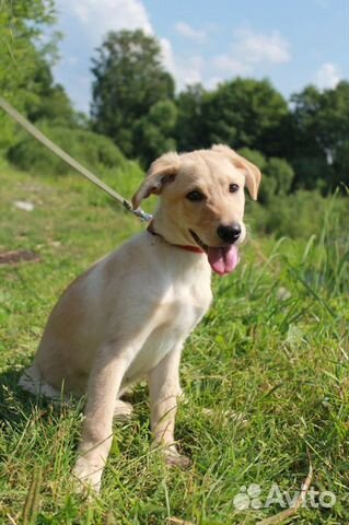 Щенок метис лабрадора Ванилька в добрые руки