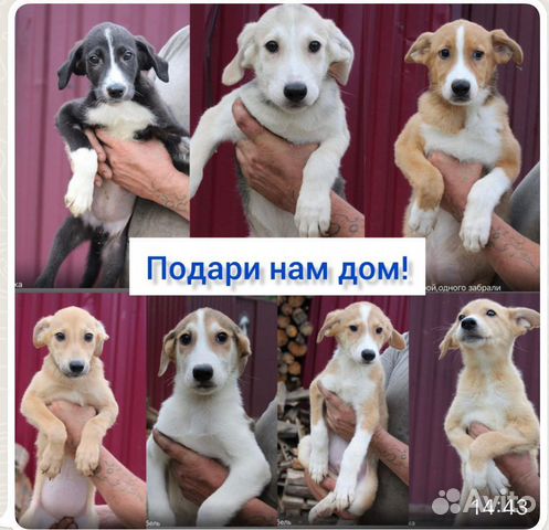 Щенки в добрые ручки