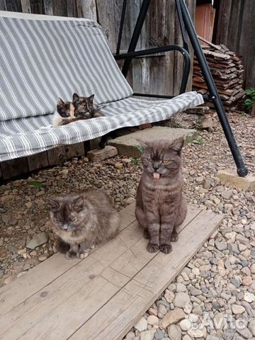 Кошка