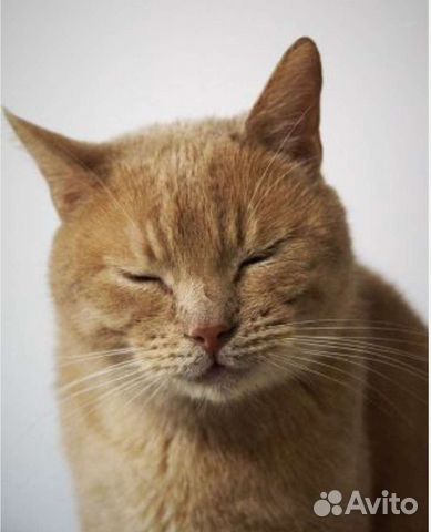 Кошка в дар