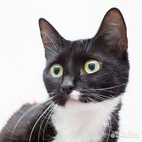 Кошки в добрые руки