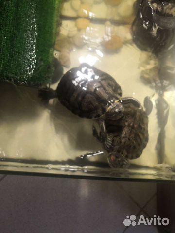 Красноухая черепаха