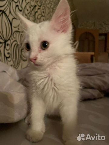 Продажа котенка