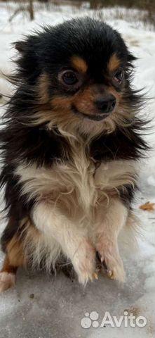 Малыш ищет дом