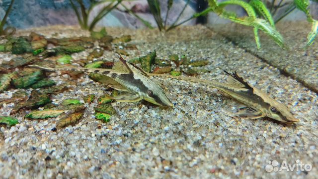 Стурисомы и Наннакары