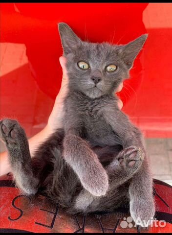 Ищет хозяина малышка