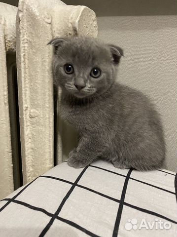 Шотландская