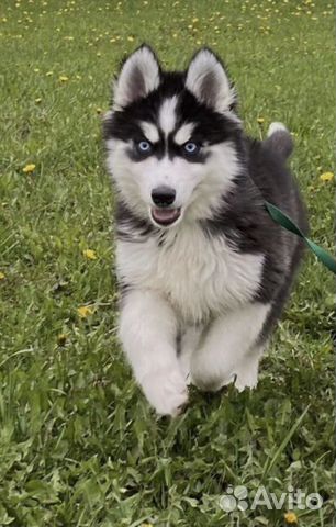 Сибирский хаски