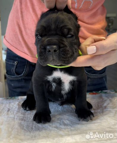 Кане Корсо черные кобели