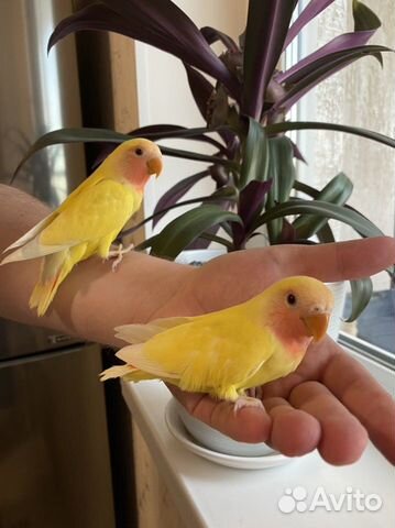 Птенец попугая неразлучника