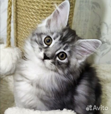 Серебрянные котята гиганты