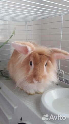 Декоративные кролики в добрые руки