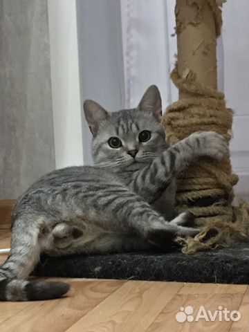 Шотладский кот на вязку