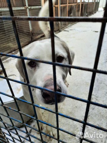 Тайгер, собака в добрые руки из приюта