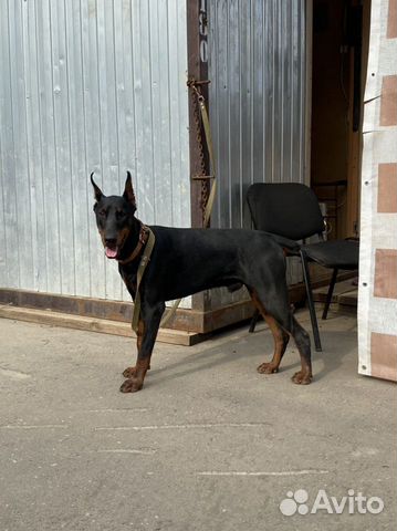 Доберман в дар