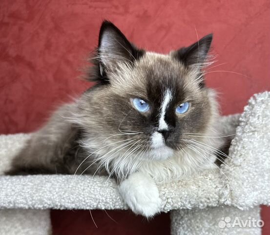 Питомник закрывается мальчик рэгдолл