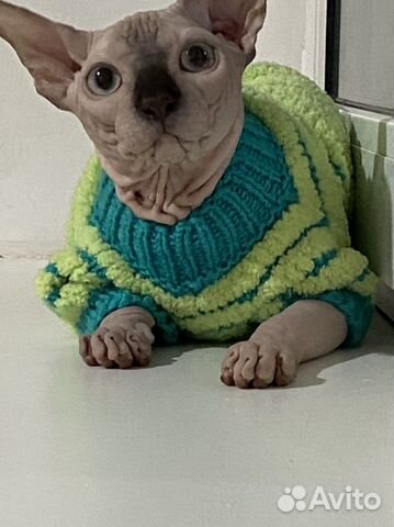 Канадский сфинкс котенок