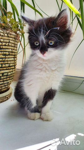 Котёнок