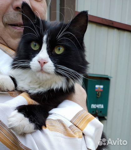 Отдается котик Левушка