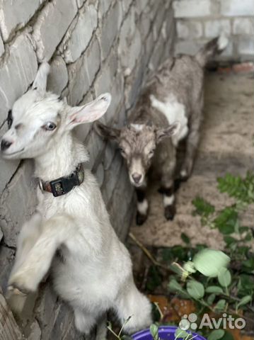 Продам козлят