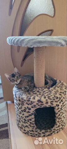 Котёнок, девочка абиссинская