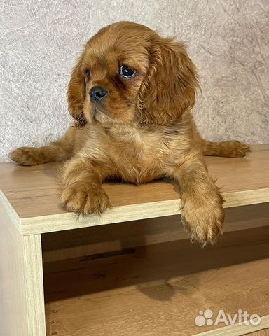 Кавалер кинг чарльз спаниель