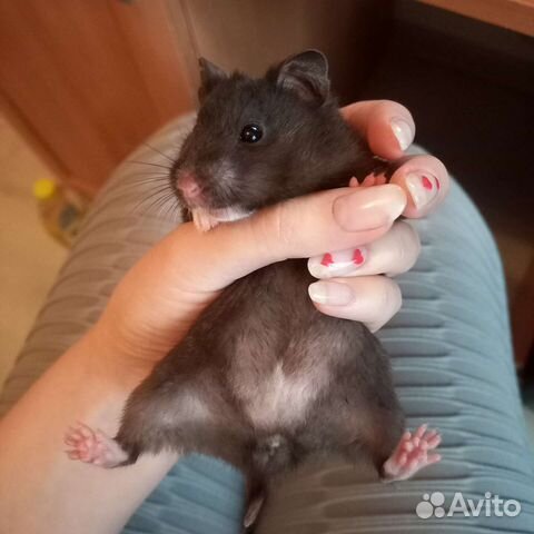 Королевский сирийский хомяк