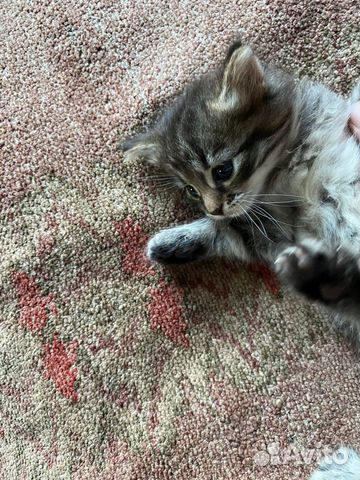 Котики бесплатно в добрые руки
