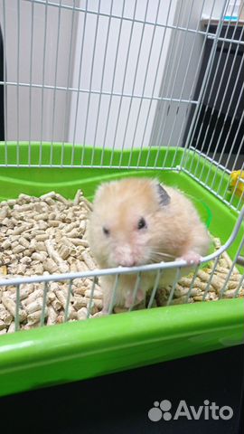 Хомяки в дар