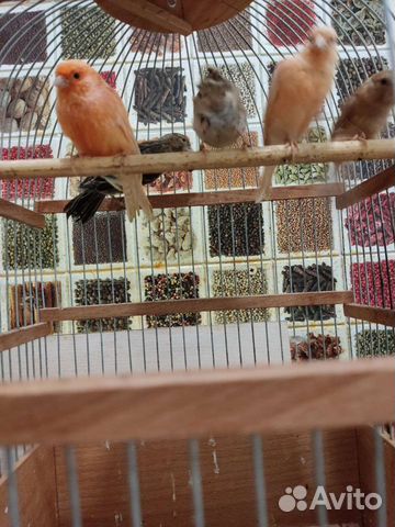 Красные канарейки