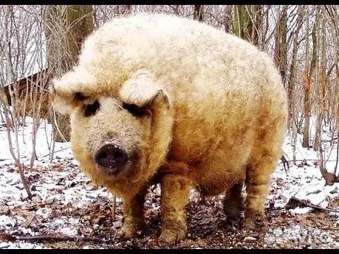 Хряк производитель Венгерская Мангалица
