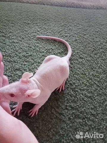 Декоративная крыса