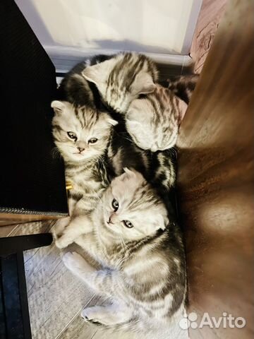 Шотландские вислоухие котята